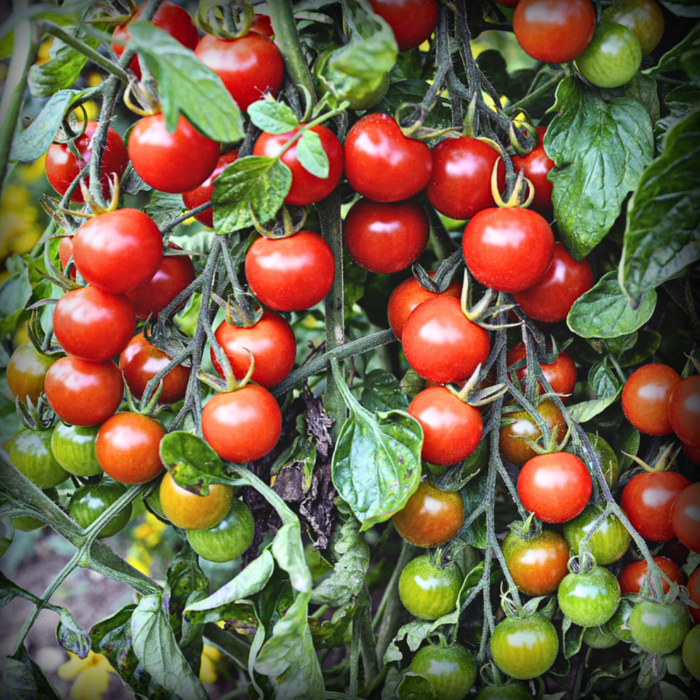 Hybrid Cherry Tomato Seeds - 10 Seeds – ONLY FOR ORGANIC