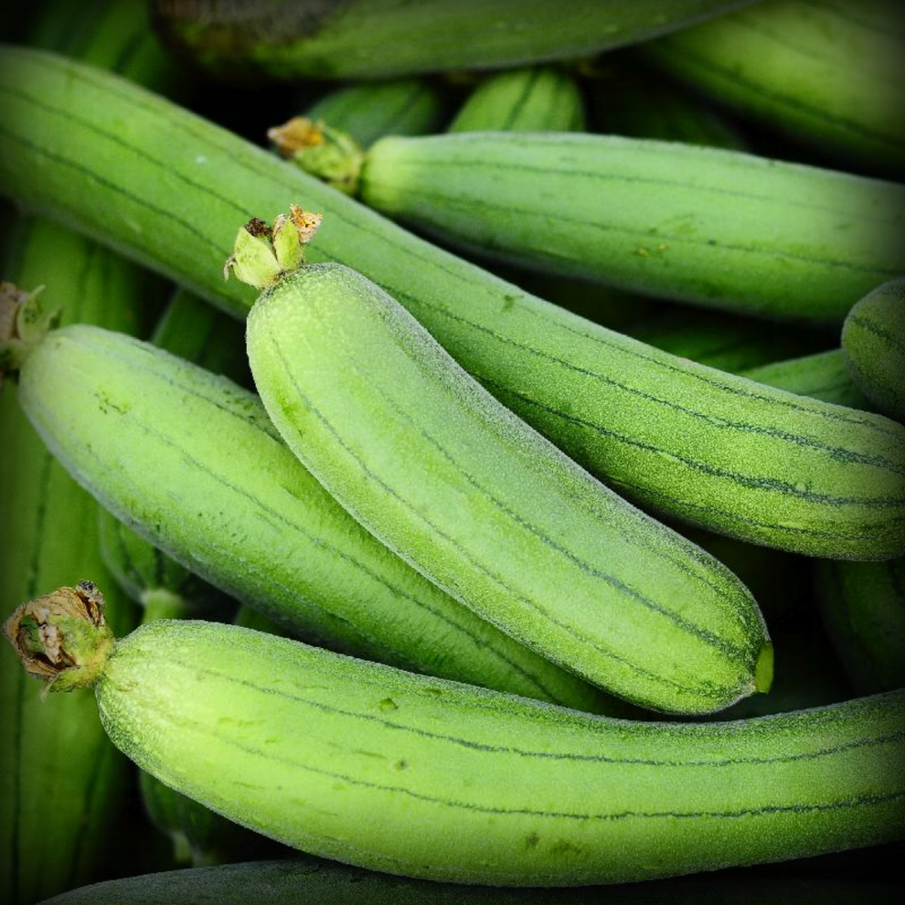 Sponge Gourd Seeds - 20 Seeds – ONLY FOR ORGANIC