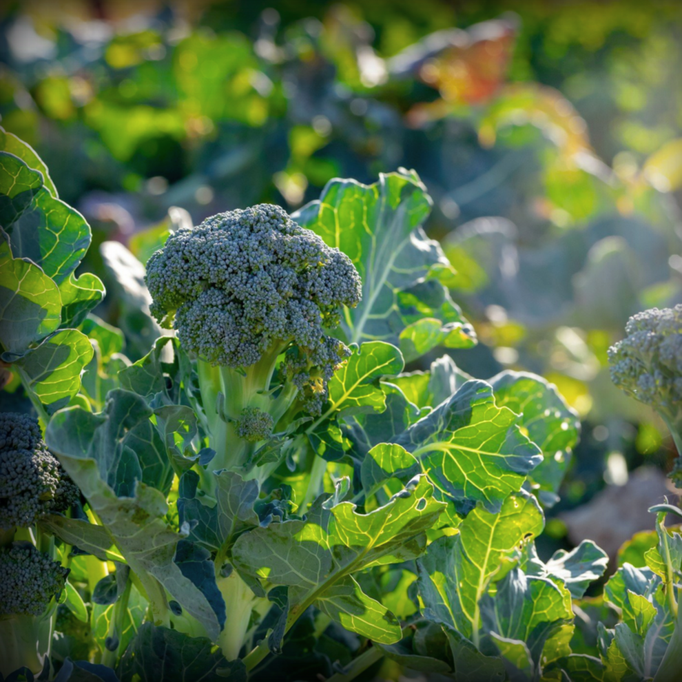 Hybrid Broccoli Seeds - 25 Seeds – ONLY FOR ORGANIC