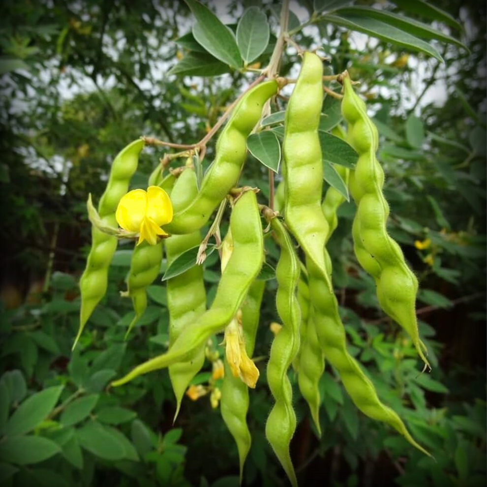 Pigeon Pea Seeds - 20 Seeds – ONLY FOR ORGANIC
