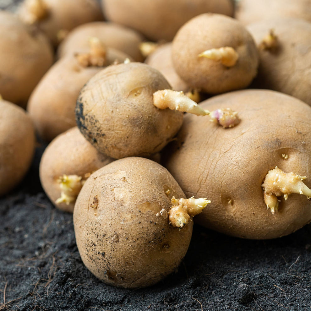 Potato Bulbs/Seeds (Small Tubers) – ONLY FOR ORGANIC